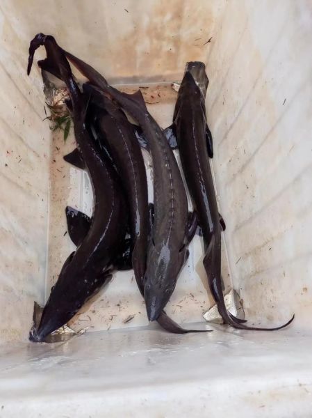 鲟鱼多少钱一斤2020_鲟鱼价格行情-第1张图片-山城妙识