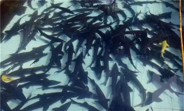 鲟鱼多少钱一斤2020_鲟鱼价格行情-第3张图片-山城妙识