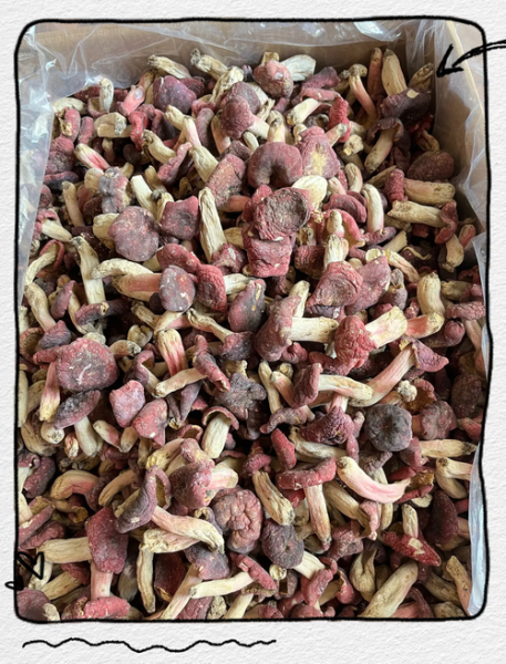 红蘑怎么做好吃_红蘑产地在哪里-第3张图片-山城妙识