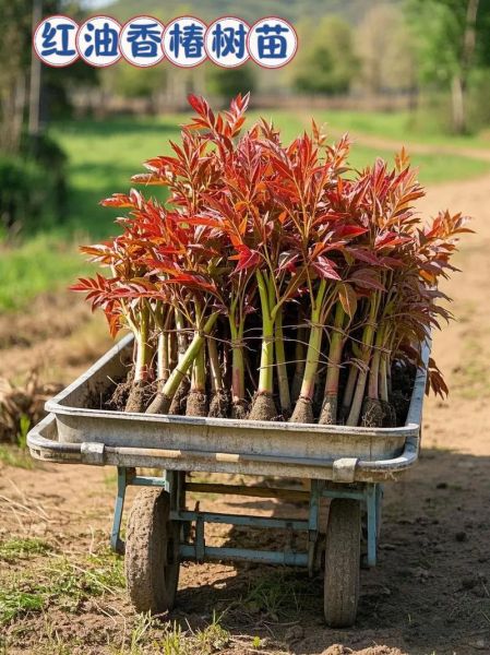 香椿树什么时候种最好_春季种植技巧-第2张图片-山城妙识