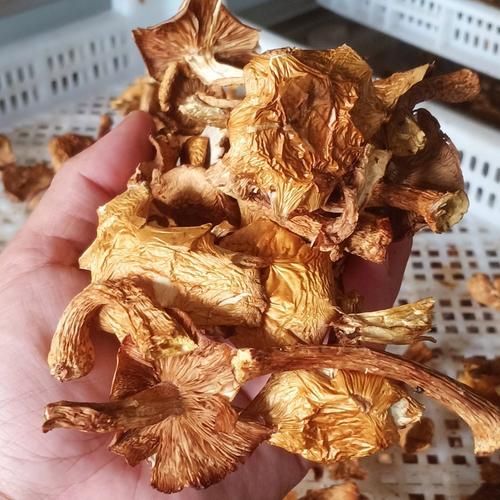 干滑子蘑功效与作用_干滑子蘑怎么吃最好-第2张图片-山城妙识