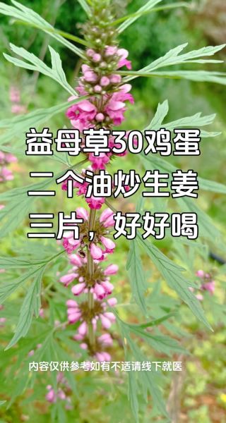 益母草怎么吃_益母草的正确吃法-第1张图片-山城妙识 益母草怎么吃_益母草的正确吃法-第1张图片-山城妙识