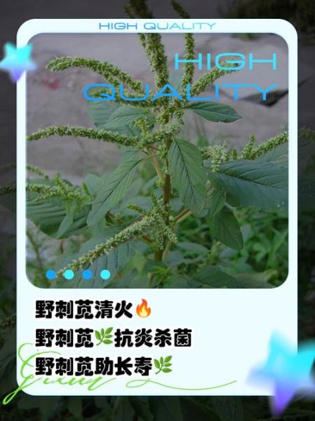 刺苋菜图片功效与作用_刺苋菜怎么吃最养生-第1张图片-山城妙识 刺苋菜图片功效与作用_刺苋菜怎么吃最养生-第1张图片-山城妙识