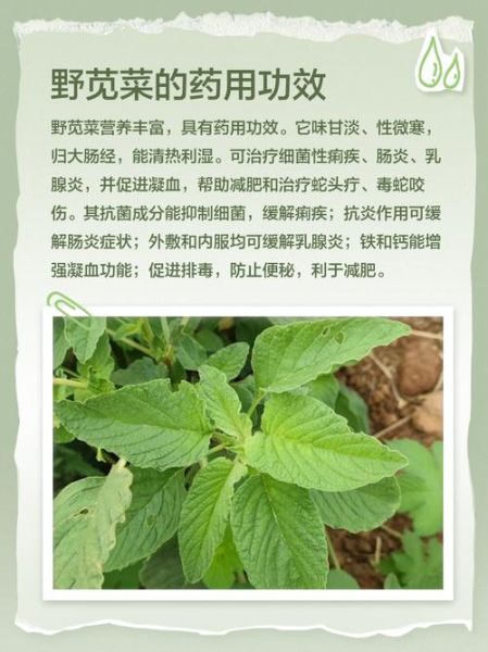 野苋菜的功效与作用_野苋菜图片长什么样-第1张图片-山城妙识 野苋菜的功效与作用_野苋菜图片长什么样-第1张图片-山城妙识