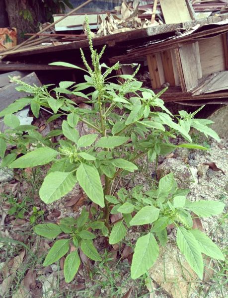 刺苋菜图片功效与作用_刺苋菜怎么吃最养生-第3张图片-山城妙识 刺苋菜图片功效与作用_刺苋菜怎么吃最养生-第3张图片-山城妙识
