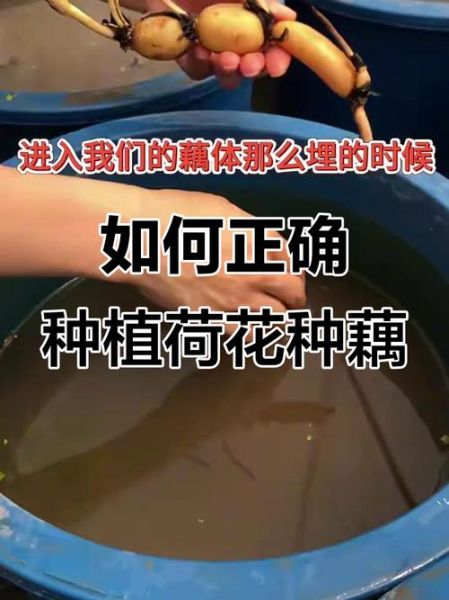 莲藕怎么种_莲藕种植方法-第3张图片-山城妙识 莲藕怎么种_莲藕种植方法-第3张图片-山城妙识