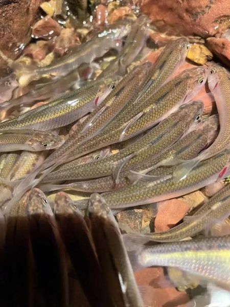 小溪石斑鱼怎么养_小溪石斑鱼吃什么-第3张图片-山城妙识 小溪石斑鱼怎么养_小溪石斑鱼吃什么-第3张图片-山城妙识