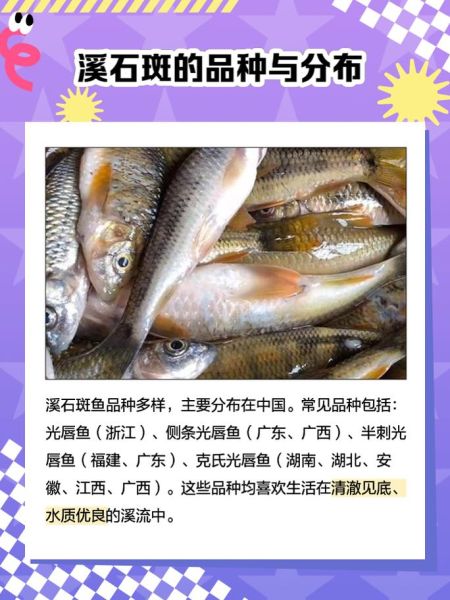 小溪石斑鱼怎么养_小溪石斑鱼吃什么-第1张图片-山城妙识 小溪石斑鱼怎么养_小溪石斑鱼吃什么-第1张图片-山城妙识