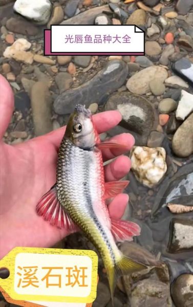 小溪石斑鱼怎么养_小溪石斑鱼吃什么-第2张图片-山城妙识 小溪石斑鱼怎么养_小溪石斑鱼吃什么-第2张图片-山城妙识