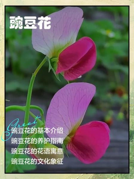豌豆花怎么养_豌豆花什么时候开-第1张图片-山城妙识