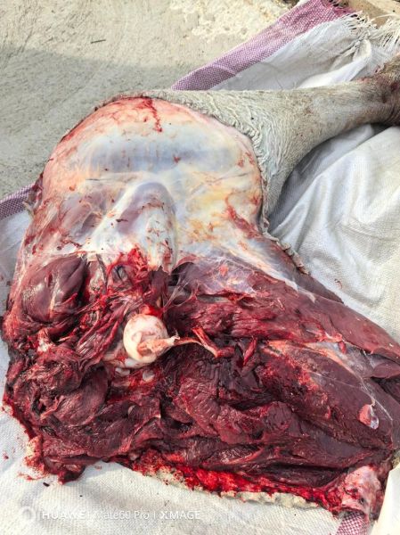 鸵鸟肉多少钱一斤_鸵鸟肉有哪些好处-第2张图片-山城妙识 鸵鸟肉多少钱一斤_鸵鸟肉有哪些好处-第2张图片-山城妙识