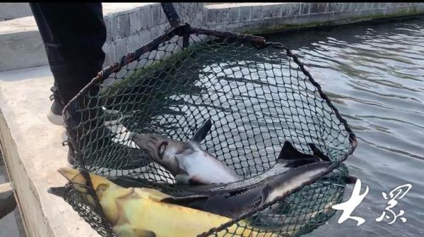 鲟鱼养殖水温多少合适_鲟鱼养殖水温控制技巧-第3张图片-山城妙识