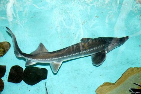 鲟鱼养殖水温多少合适_鲟鱼养殖水温控制技巧-第2张图片-山城妙识