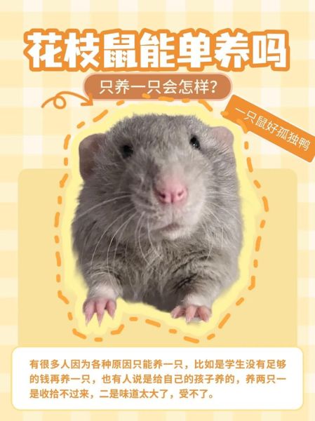 花枝鼠怎么养_花枝鼠饲养注意事项-第2张图片-山城妙识