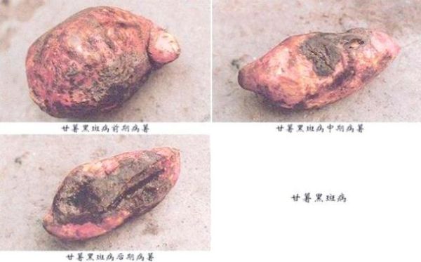 红薯黑斑病图片_如何识别与防治-第1张图片-山城妙识