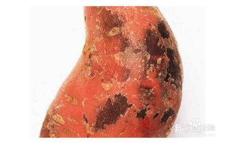 红薯黑斑病图片_如何识别与防治-第2张图片-山城妙识