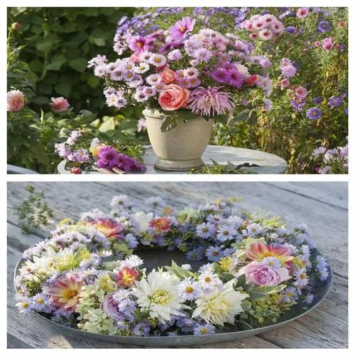 荷兰菊怎么养_荷兰菊耐寒吗-第1张图片-山城妙识 荷兰菊怎么养_荷兰菊耐寒吗-第1张图片-山城妙识