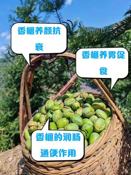 香榧怎么吃_香榧的功效与作用-第1张图片-山城妙识 香榧怎么吃_香榧的功效与作用-第1张图片-山城妙识