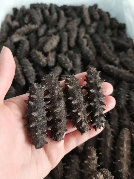 长岛海参60头一斤价格_多少钱一斤-第2张图片-山城妙识