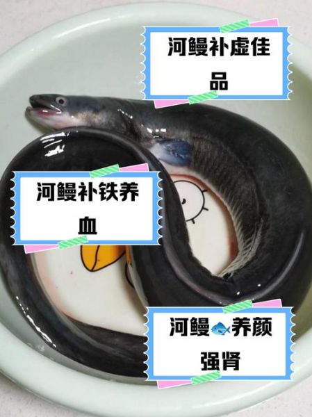 鳗鱼的营养价值及功效与作用_鳗鱼怎么吃最补-第1张图片-山城妙识