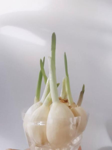 露地青蒜苗怎么种_露地青蒜苗种植技术-第3张图片-山城妙识