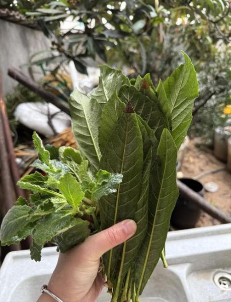 枇杷叶煮水止咳用老叶还是嫩叶_老叶和嫩叶哪个止咳更好-第2张图片-山城妙识 枇杷叶煮水止咳用老叶还是嫩叶_老叶和嫩叶哪个止咳更好-第2张图片-山城妙识