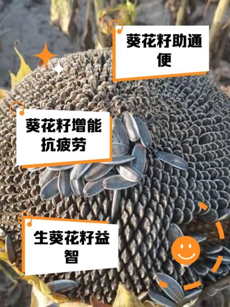 长期吃葵花籽的害处_葵花籽吃多了有什么坏处-第3张图片-山城妙识