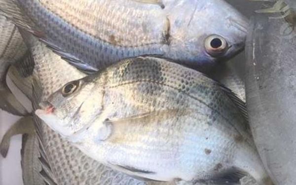 黑鲷鱼多少钱一斤2021_2021年黑鲷鱼价格走势-第2张图片-山城妙识