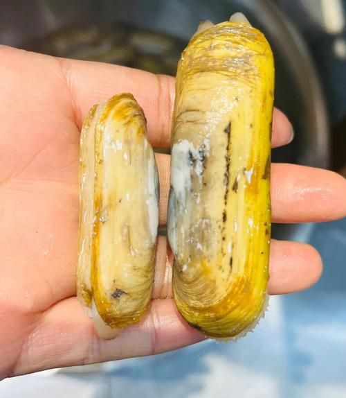 竹蛏子怎么清理内脏_竹蛏子内脏清理方法-第2张图片-山城妙识