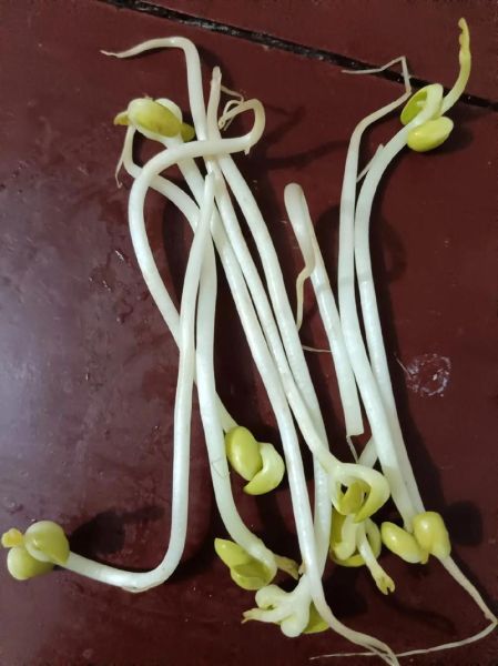 黄豆芽有毒的图片_是真的吗-第1张图片-山城妙识