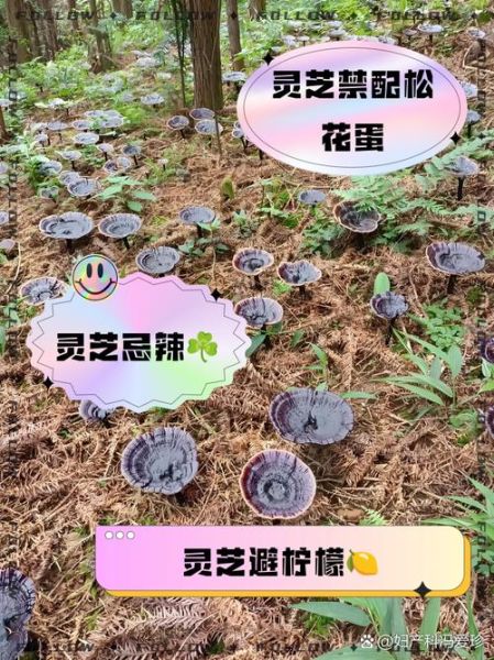 灵芝不能和什么一起吃_灵芝与哪些食物相克-第1张图片-山城妙识