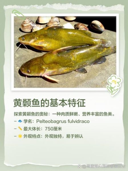 黄尖鱼又叫什么鱼_黄尖鱼学名是什么-第3张图片-山城妙识 黄尖鱼又叫什么鱼_黄尖鱼学名是什么-第3张图片-山城妙识