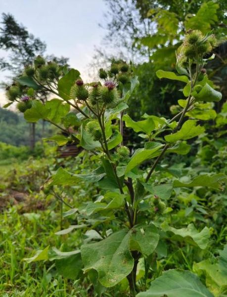 野生牛蒡长什么样_如何辨别真假野生牛蒡-第1张图片-山城妙识