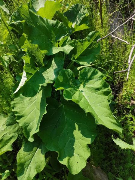 野生牛蒡长什么样_如何辨别真假野生牛蒡-第2张图片-山城妙识