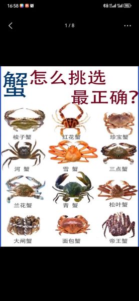 珍宝蟹和青蟹哪个好吃_口感差异与选购技巧-第2张图片-山城妙识