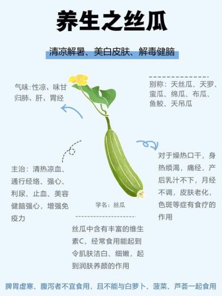 丝瓜的营养价值_丝瓜的功效与作用-第2张图片-山城妙识