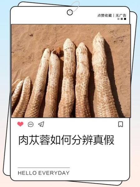 肉苁蓉图片真假鉴别_肉苁蓉图片高清细节-第1张图片-山城妙识