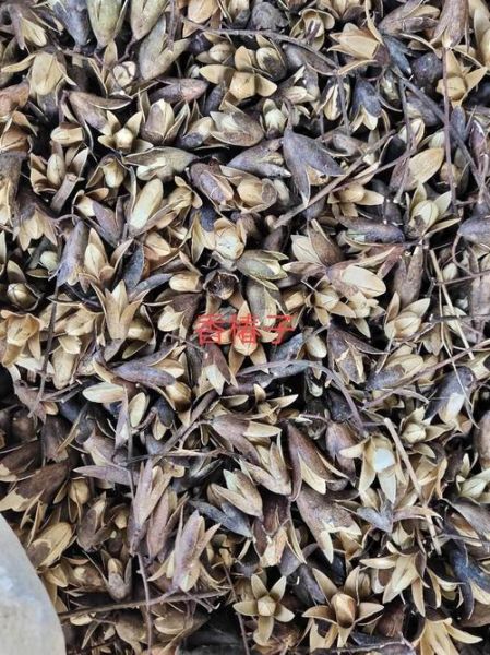 香椿子图片_香椿子长什么样-第3张图片-山城妙识