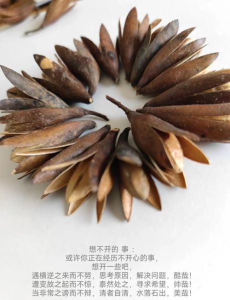 香椿子图片_香椿子长什么样-第1张图片-山城妙识