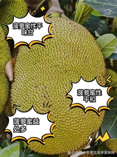 菠萝蜜的功效与作用_菠萝蜜怎么吃不上火-第2张图片-山城妙识