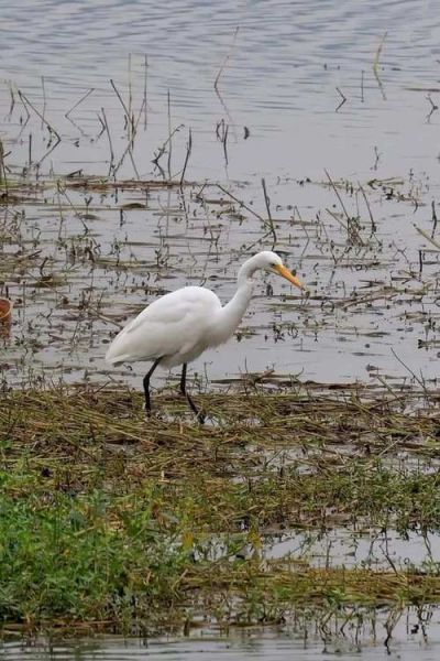 白鹭图片高清_如何拍摄白鹭高清照片-第1张图片-山城妙识 白鹭图片高清_如何拍摄白鹭高清照片-第1张图片-山城妙识