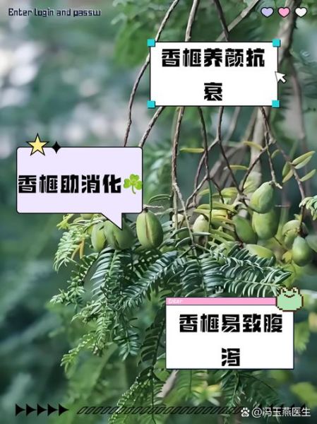 香榧子一天吃多少合适_香榧子有哪些功效与作用-第1张图片-山城妙识 香榧子一天吃多少合适_香榧子有哪些功效与作用-第1张图片-山城妙识