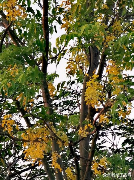 腊肠树果实能吃吗_腊肠树果实有什么功效-第1张图片-山城妙识