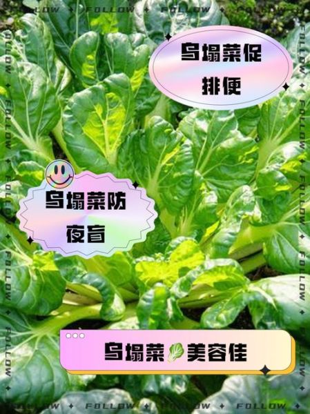 乌塌菜怎么种_乌塌菜的营养价值-第3张图片-山城妙识