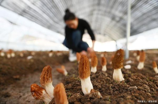 羊肚菌种植条件_羊肚菌怎么种植-第3张图片-山城妙识