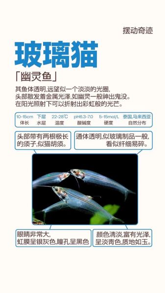 透明鱼怎么养_透明鱼是什么品种-第1张图片-山城妙识
