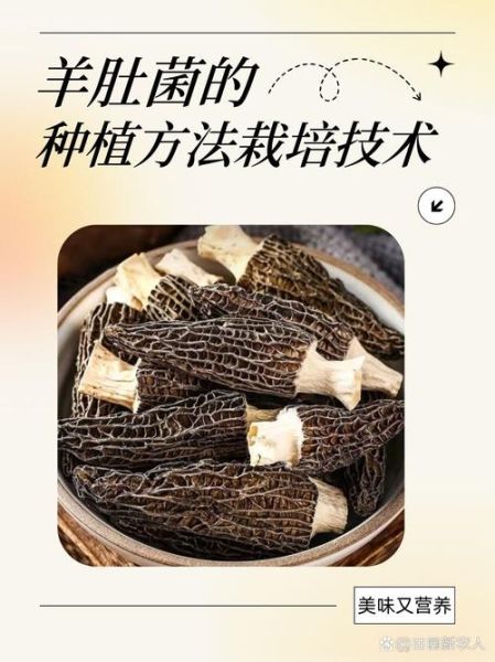 羊肚菌种植条件_羊肚菌怎么种植-第2张图片-山城妙识