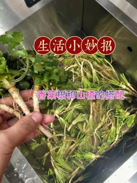 凉拌香菜根怎么做_凉拌香菜根的功效与作用-第1张图片-山城妙识 凉拌香菜根怎么做_凉拌香菜根的功效与作用-第1张图片-山城妙识