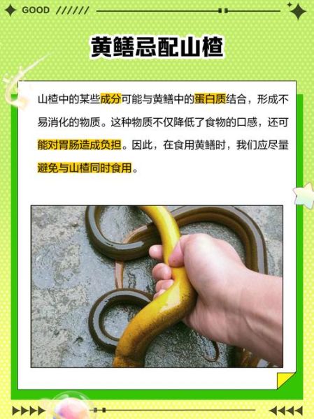 黄鳝寄生虫多不多_怎么安全吃黄鳝-第3张图片-山城妙识