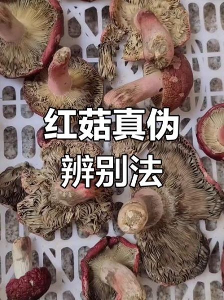 红菇多少钱一斤_红菇真假怎么辨别-第3张图片-山城妙识